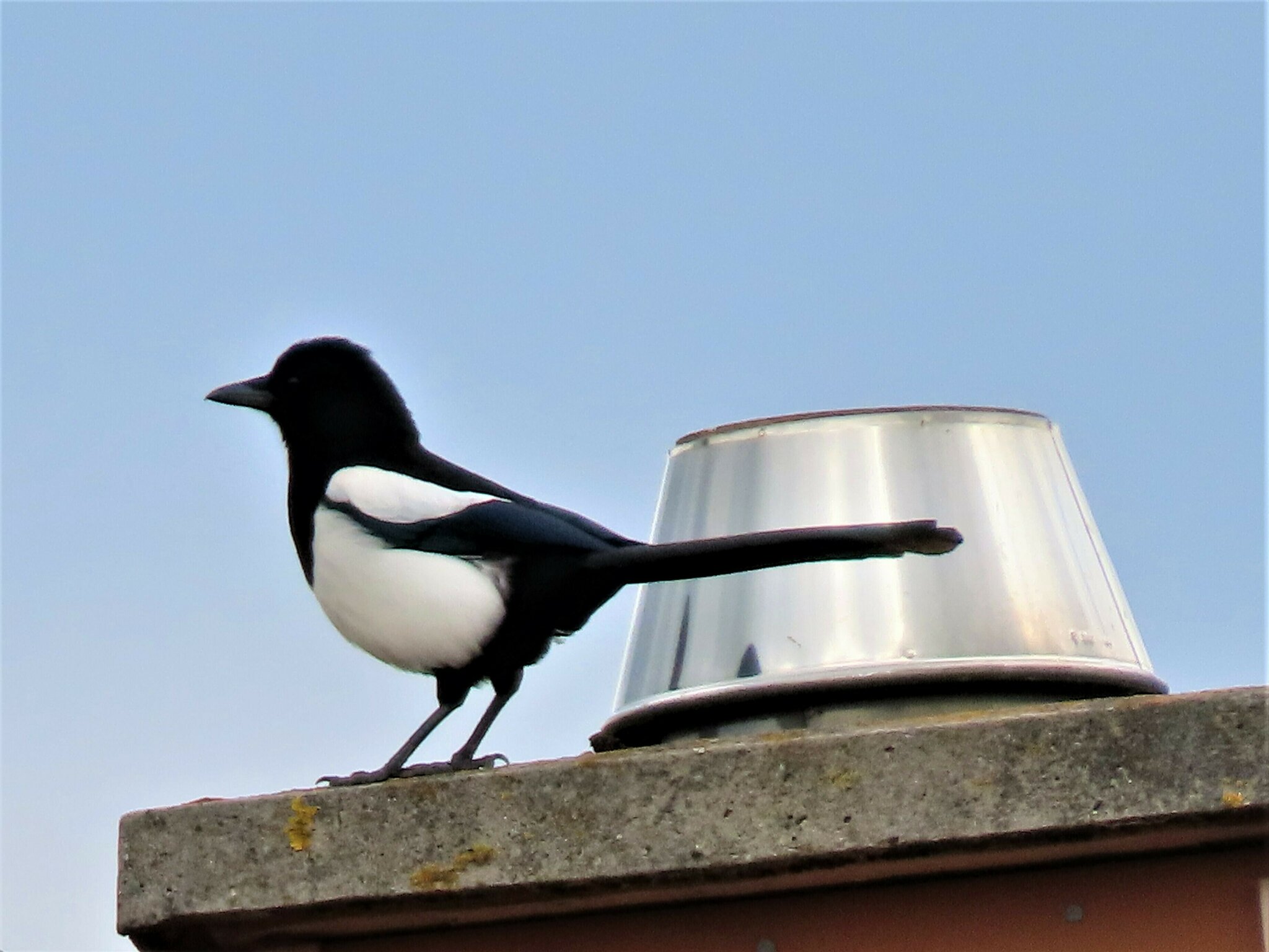 Hoch oben über den Dächern
