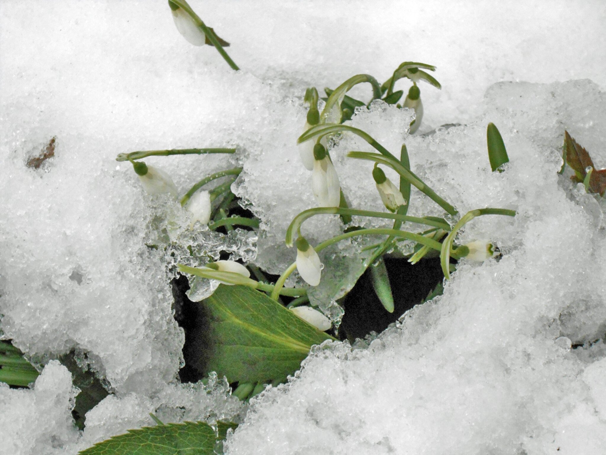 Schneeglöckchen im Schnee