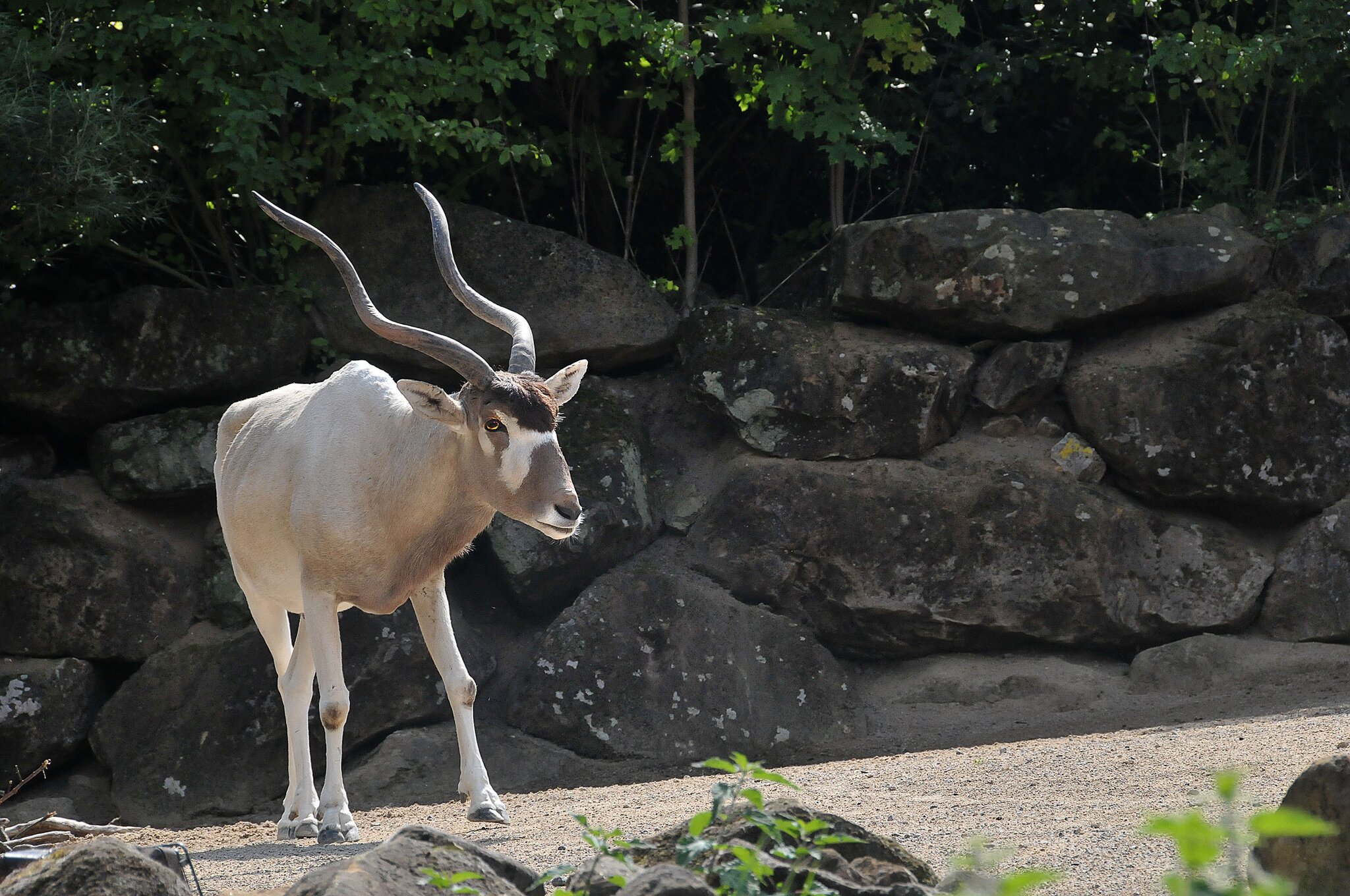 Fotomotive im Erlebniszoo Hannover: Addax-Antilope