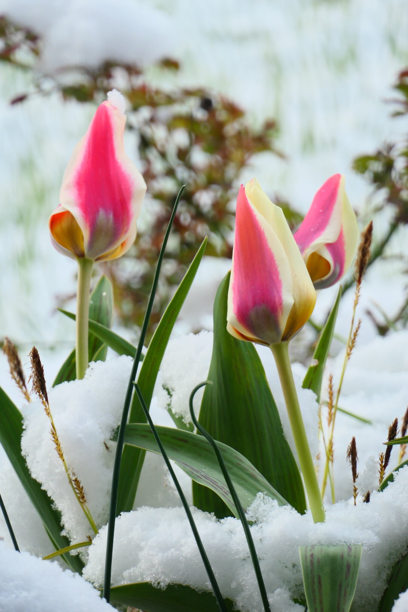 Überraschung am 6.4.21