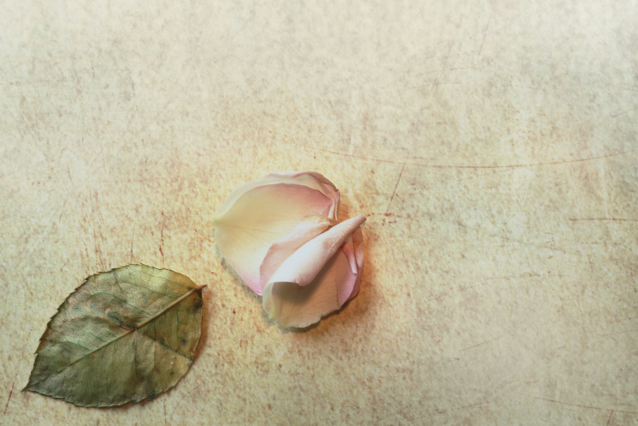 "Ein jeder träumt seinen Blütentraum und weiß nicht viel vom Andern ...