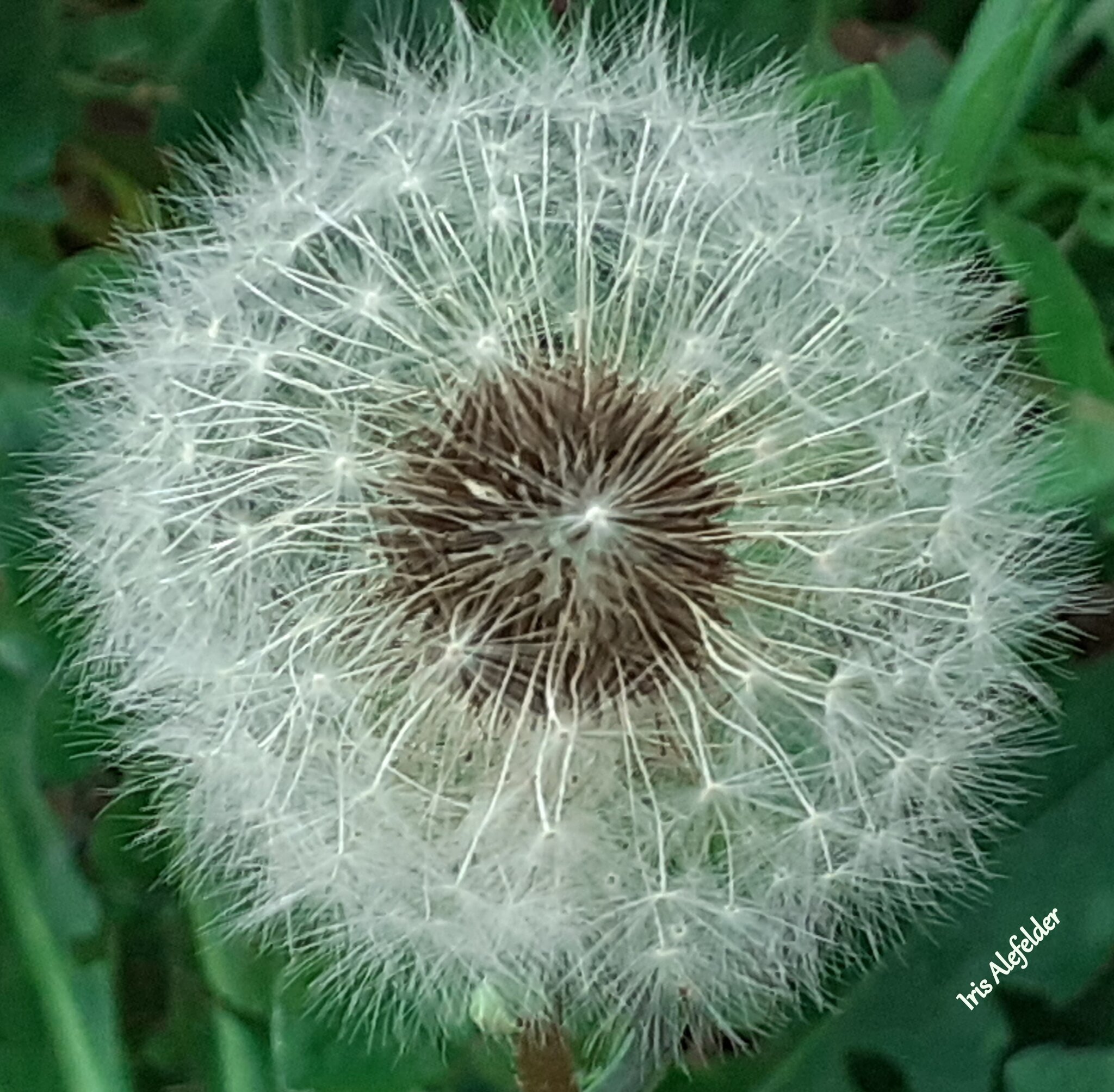 "Pusteblume"