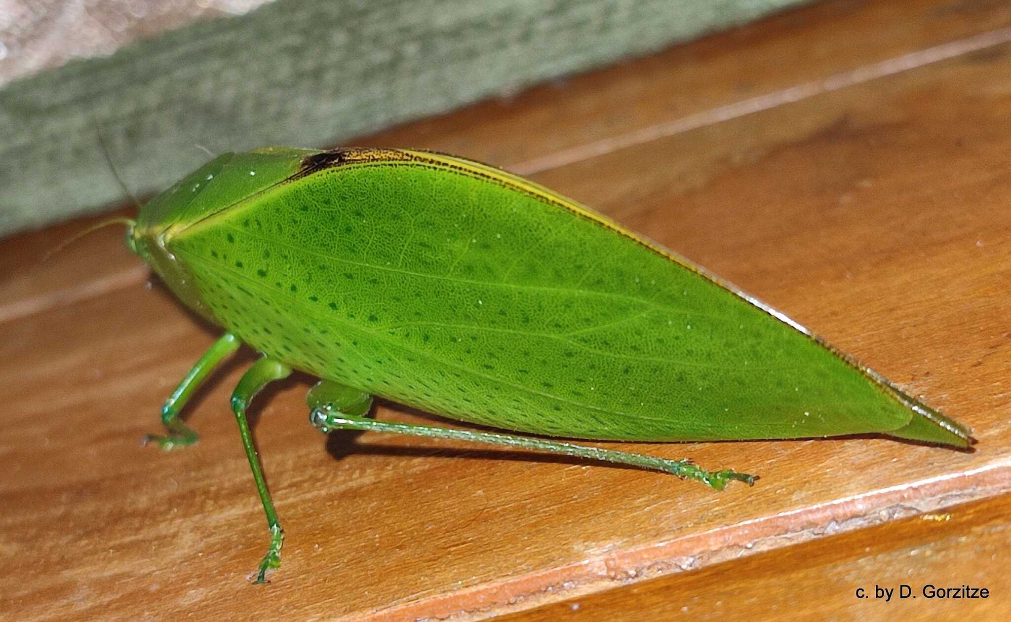 Der "Grüne" Herkules - Pseudophyllus-Titan ⁮Sasuma Heuschrecke