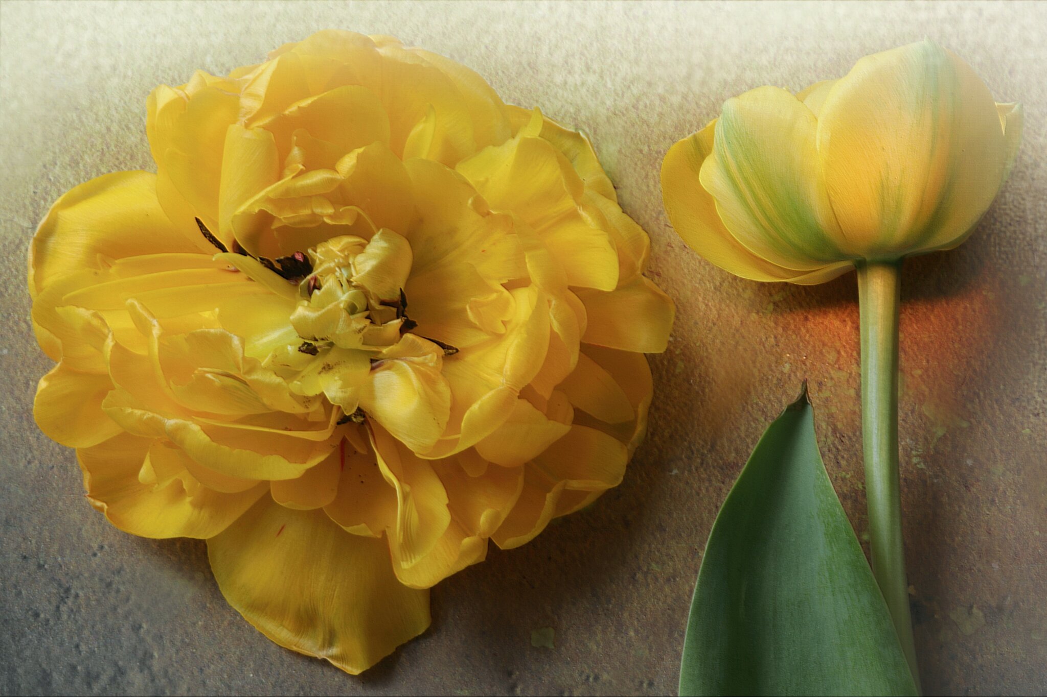 "Doch schmerzlich denkt manch alter Knaster, der von vergangnen Zeiten ...