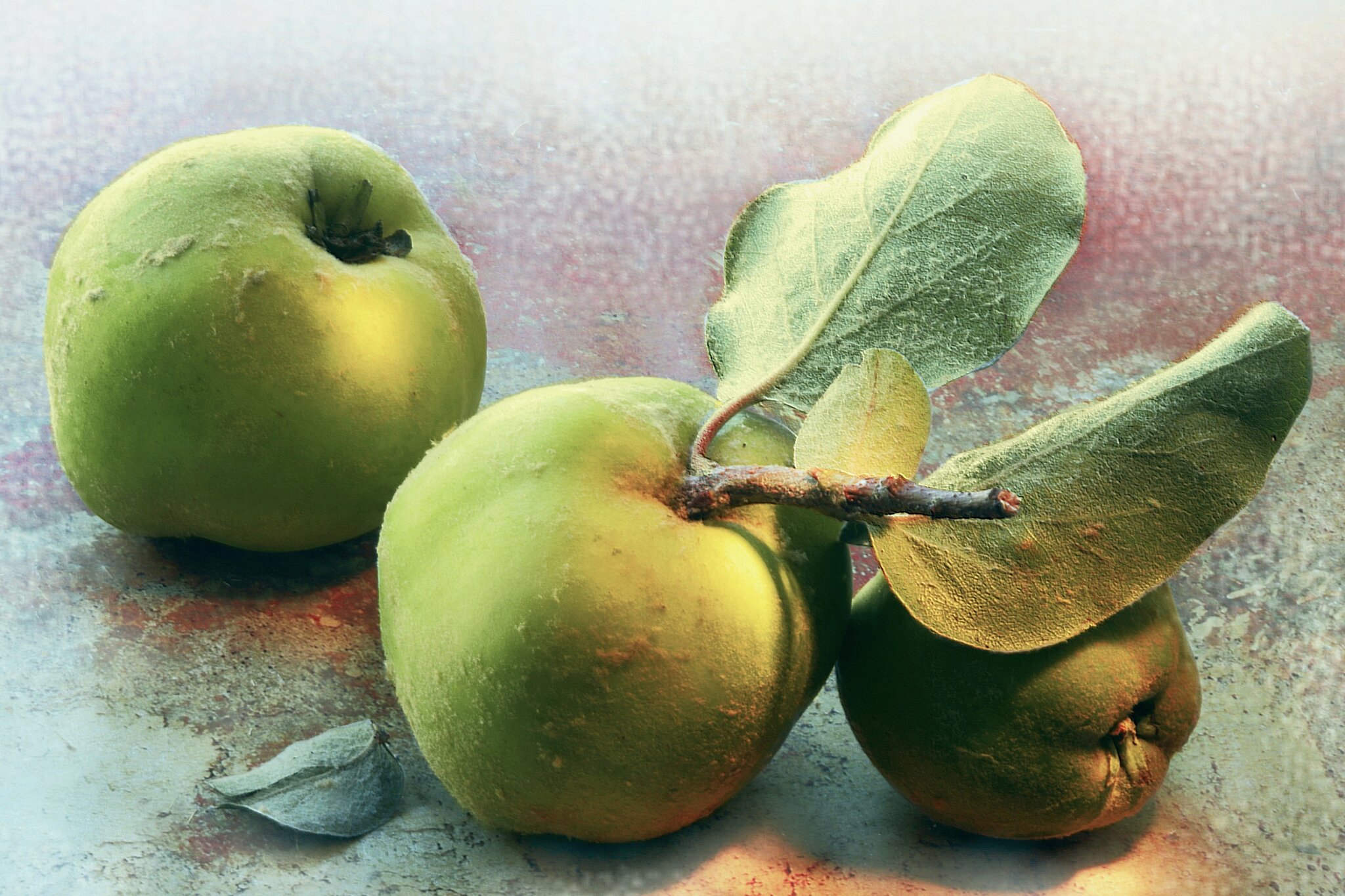 Die 'Quitte' (Cydonia oblonga) ist mittlerweile auch in unseren Gärten ...