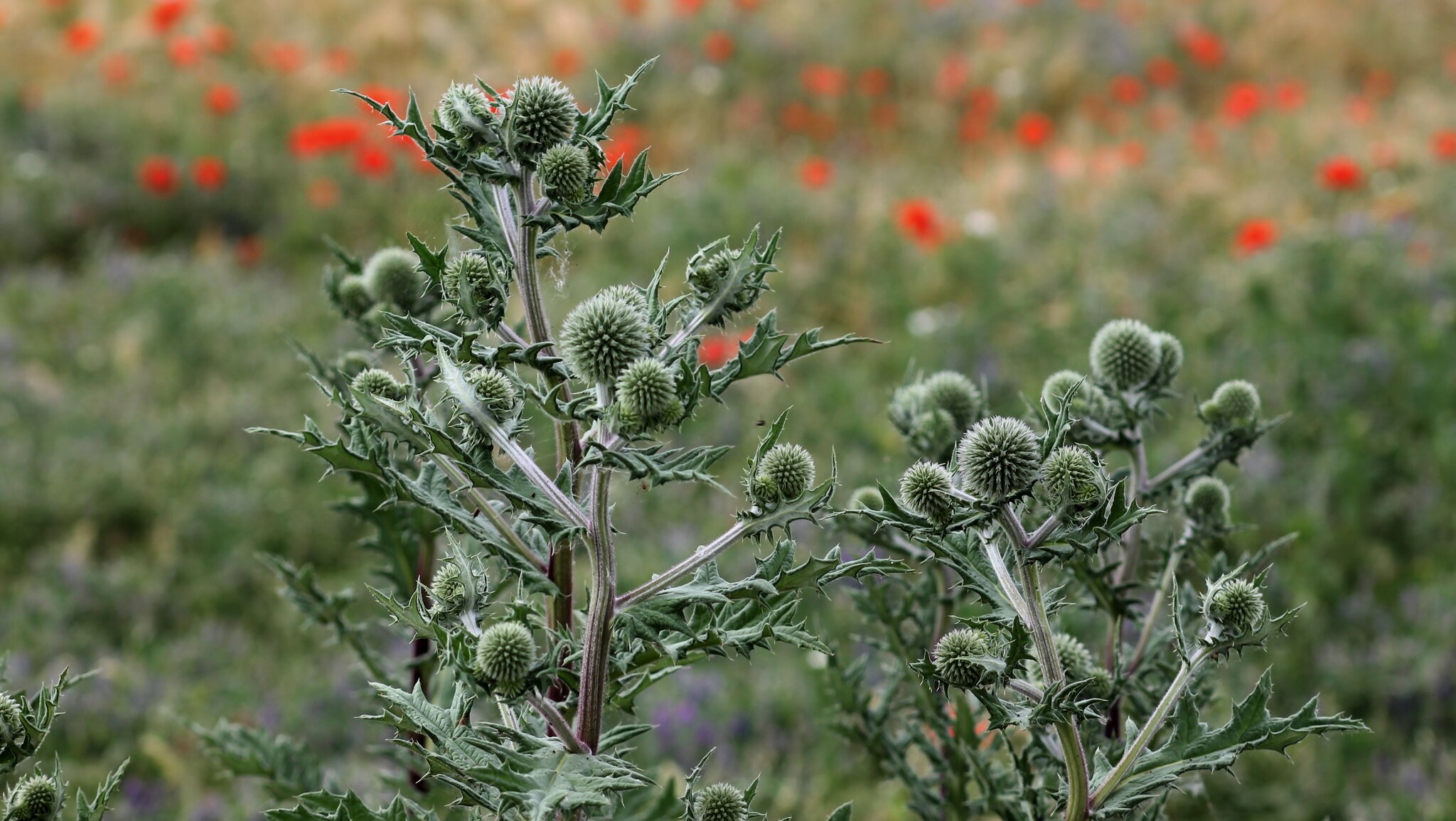 Distel - Auch ein Wunder der Natur