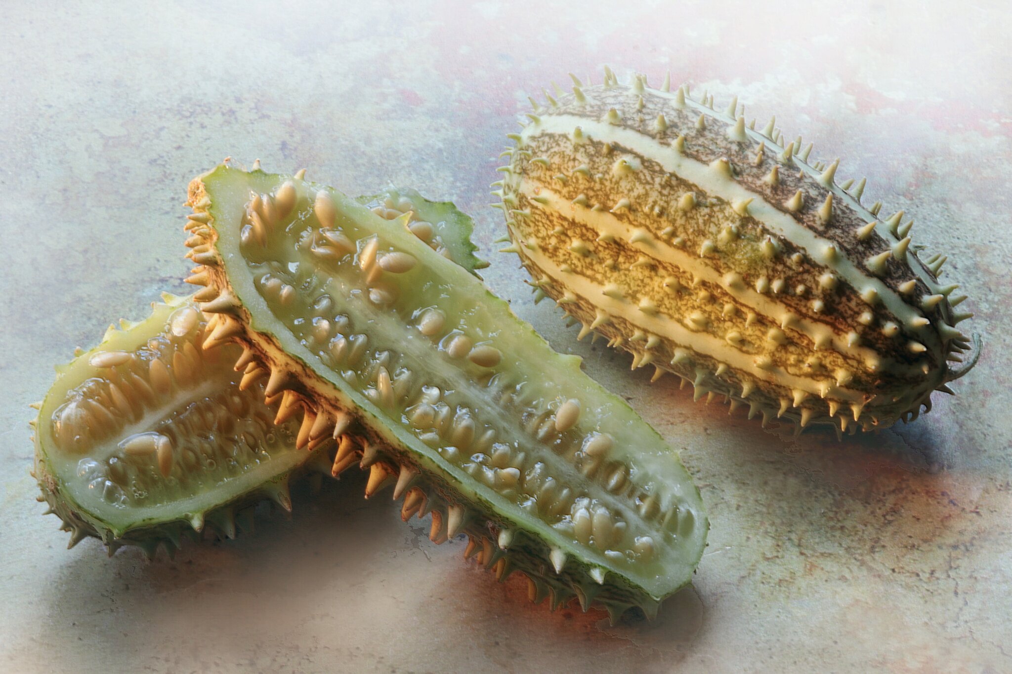 Hübsch gestreift und stachelig: die 'Afrikanische Ziergurke' (Cucumis ...