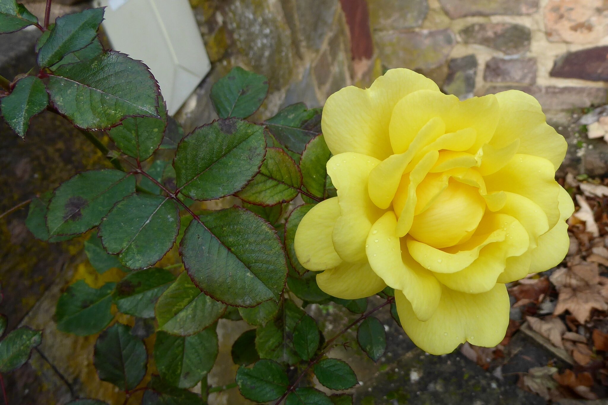 Die Rose Mountbatten am 01.11.2022.