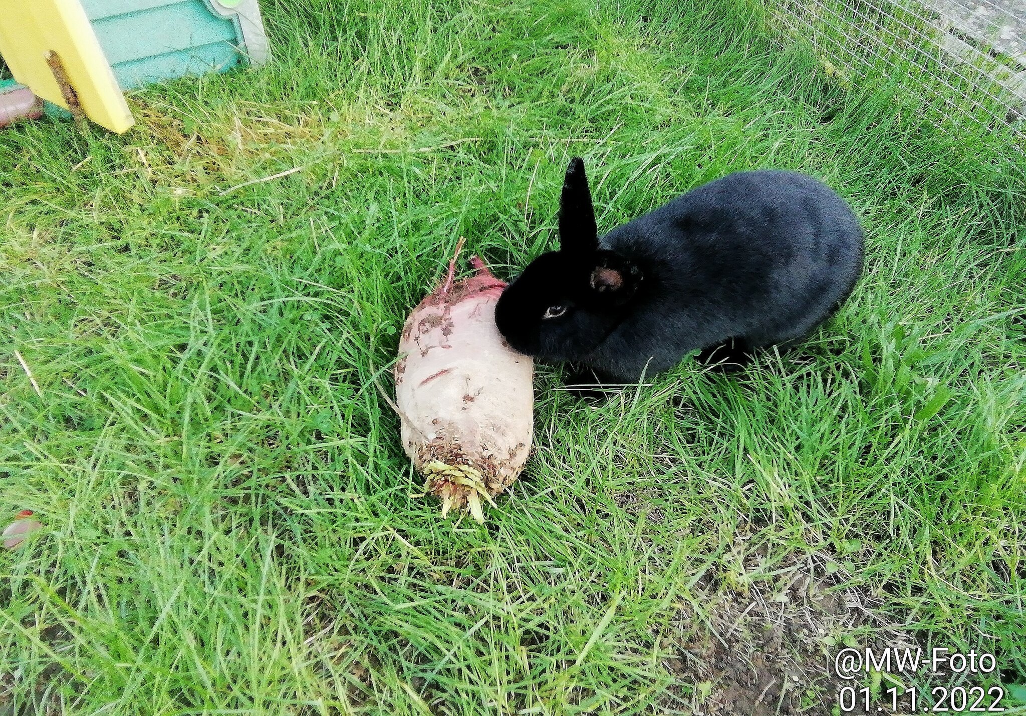 Wer wiegt mehr der Karnickel oder die Rübe