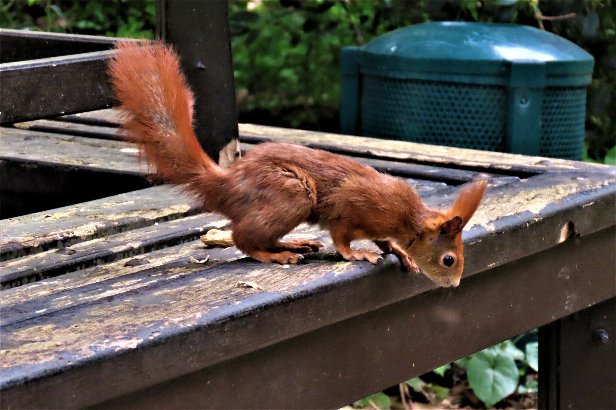 Soll ich springen, oder nicht?