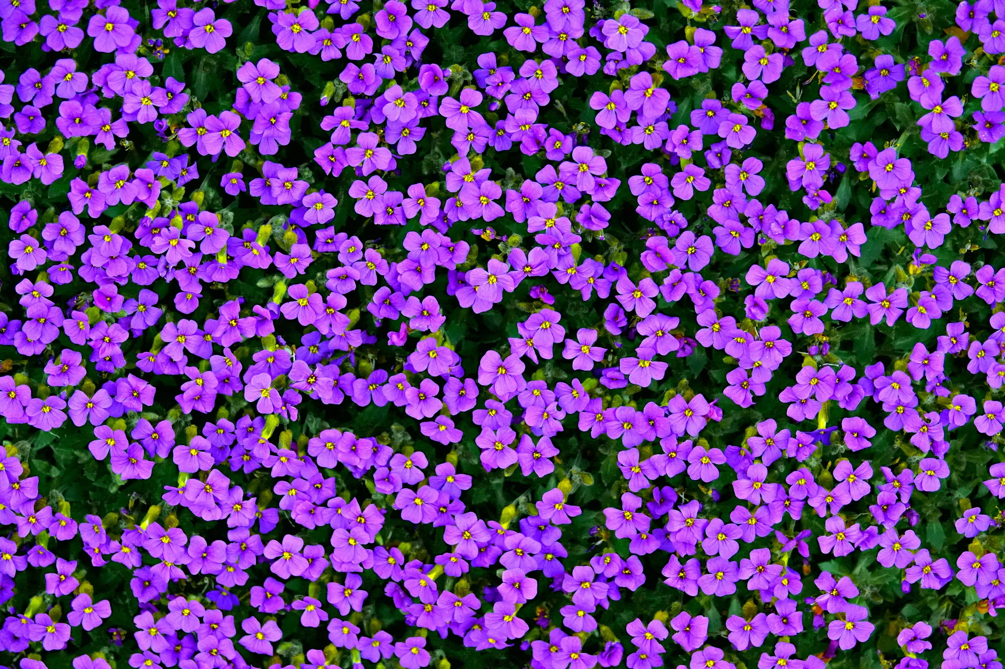 Frühlings-Wimmelbild