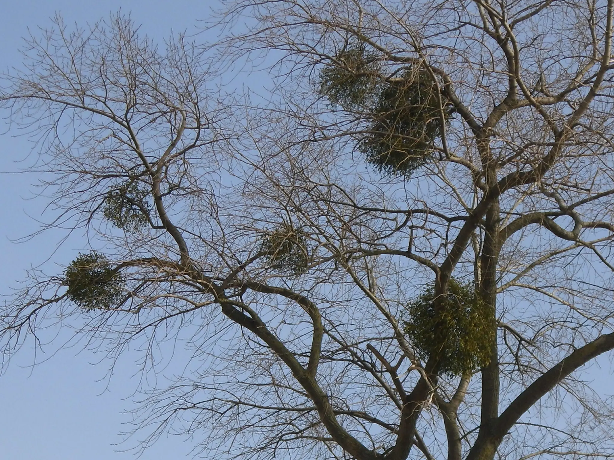 MISTELN, SCHMAROTZER IM BAUM!